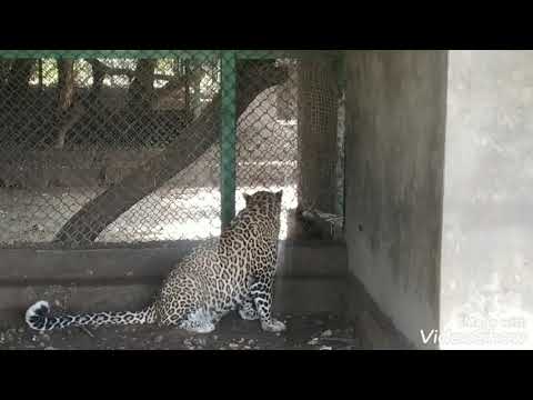 Panthera pardus (leopard)