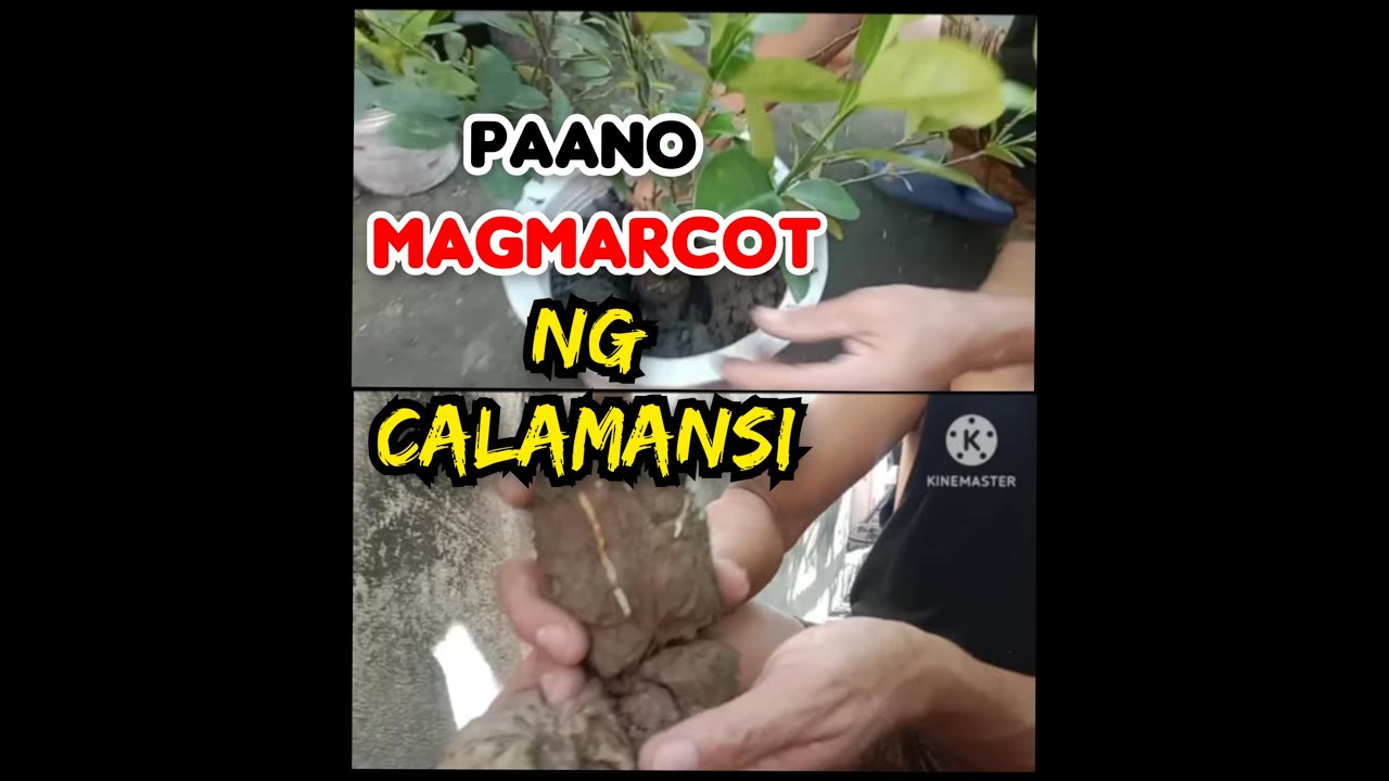 repot natin yung na marcot na calamansi - YouTube