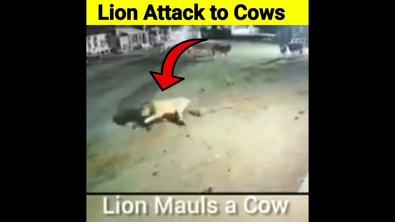 Lion or Cow ka saath किया हुआ 👹!!देखकार हंस उढजाऐगा_!!Lion Attack to ...