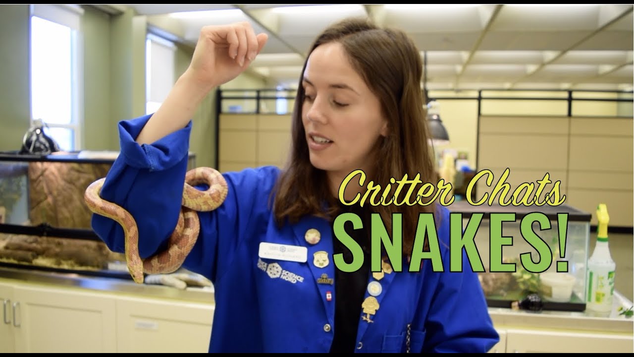 Critter Chats, e01 — SNAKES! 🐍 - YouTube