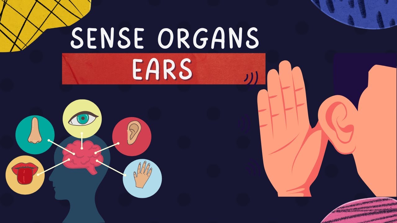 Sense organs | Ears | how our ears work ? - YouTube