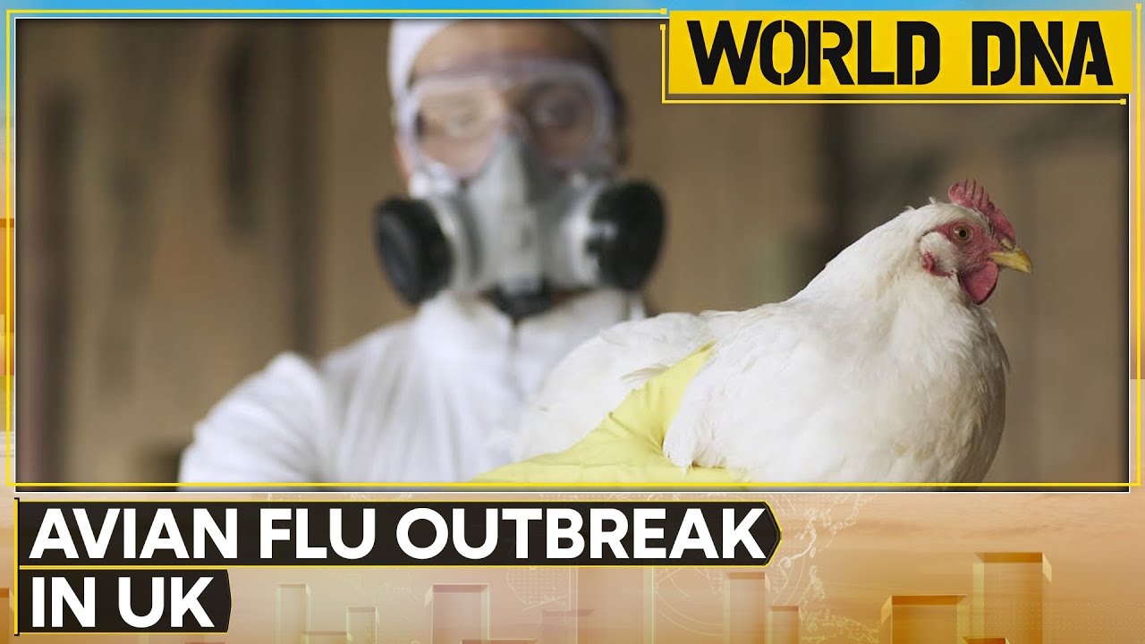 UK Detects First Bird Flu Case in Sheep, Sparks Alarm | World DNA ...