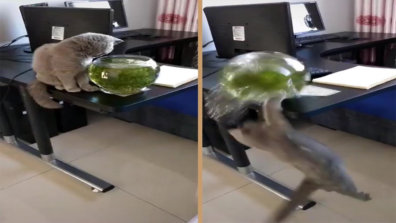 Cat Fall Off Table and Bring Fish Bowl With Him | Hilarious Cat Fail ...