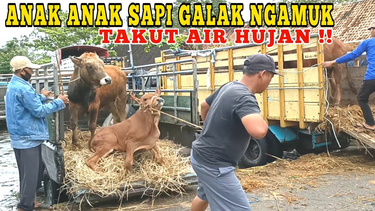 Kumpulan Anak Anak Sapi Galak Ngamuk Takut Air Hujan Bikin Panik ...