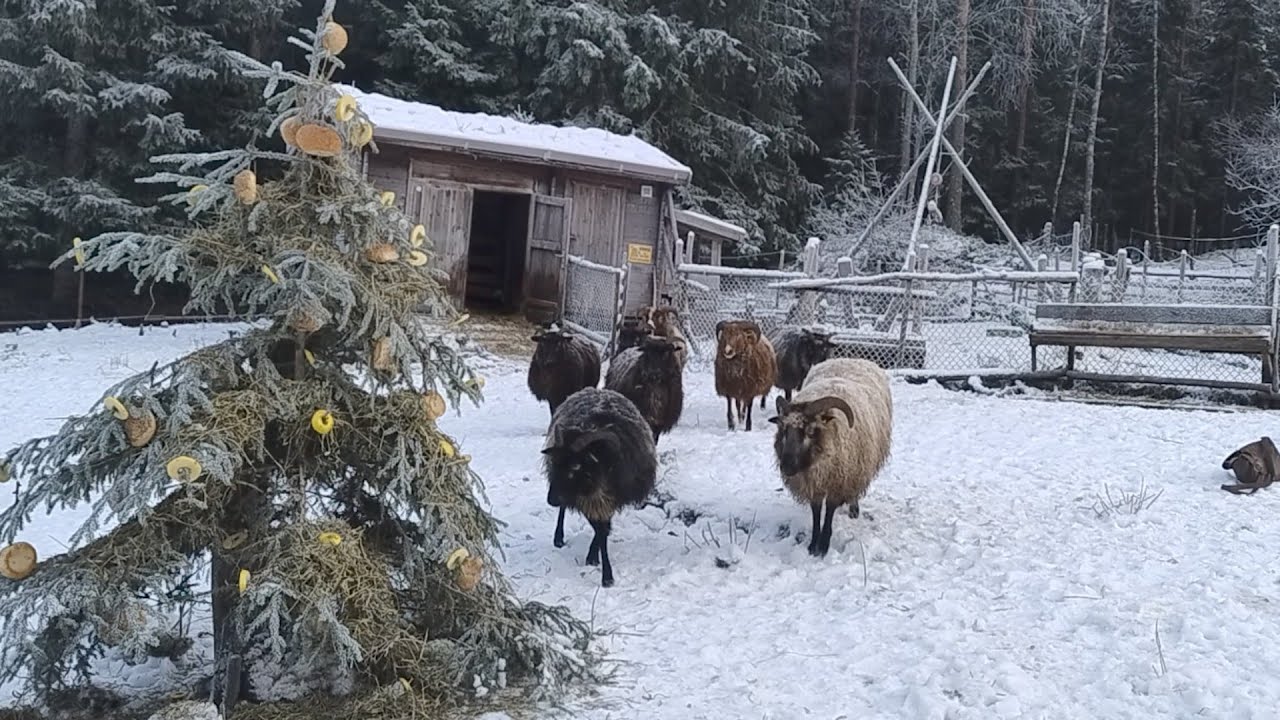 Christmas joy to all at the homestead, December with sheep, pigs ...