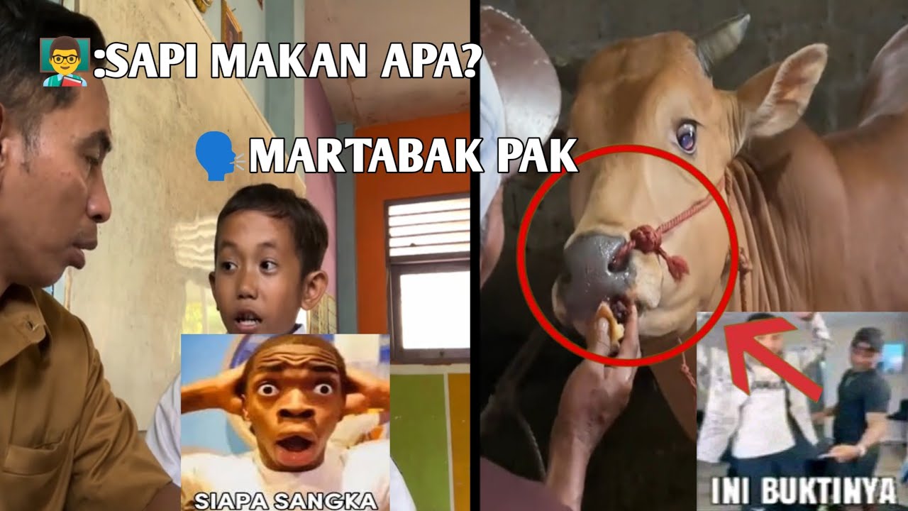 Sapi makan rumput | Sapi makan martabak (beneran njir) - YouTube