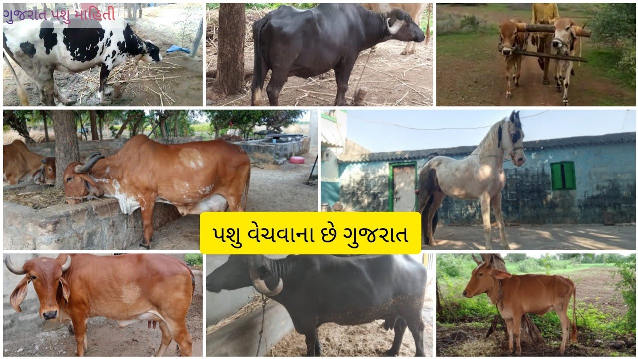 Gujarat pashu mahiti પશુ વેચવાના છે ગુજરાત જેમા વાછડી , ગાય , ઘોડી ...