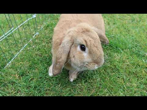 Oscar
