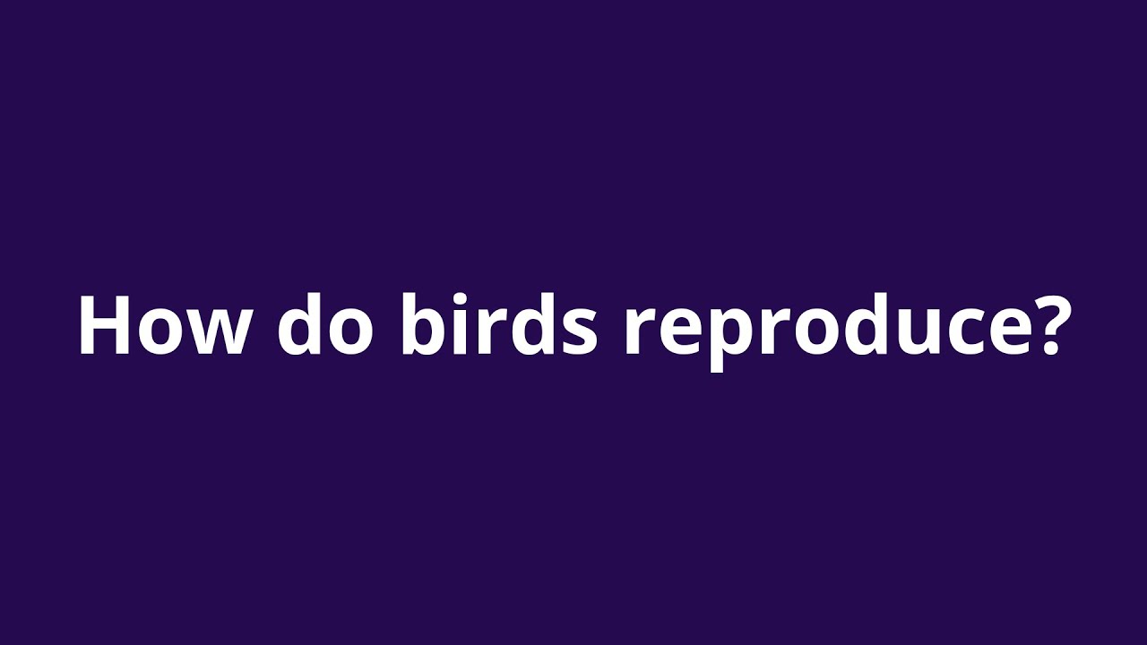 How do birds reproduce? - YouTube