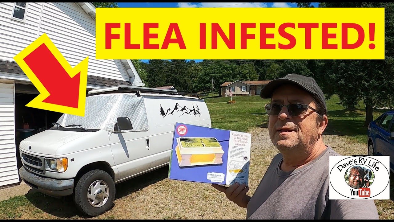 Major Problem With Nasty Flea Infestation - Electric Flea Trap - Taking ...