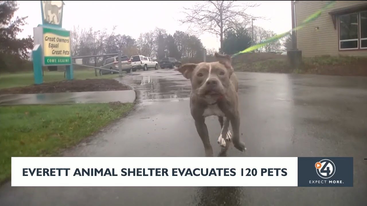 Everett animal shelter evacuates 120 pets - YouTube