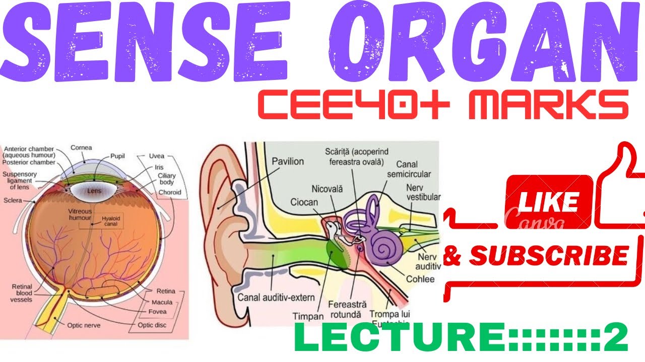 Sense organ /// human system/// lecture:::2///ceee zoology all lectures ...