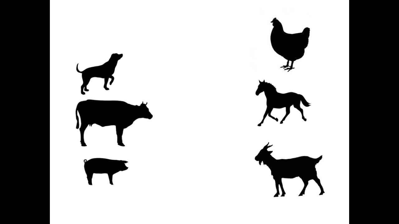 Why You Should Read Animal Farm YouTube Why You Should Read Animal Farm YouTube