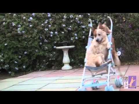 Komik Köpekler Yarisiyor