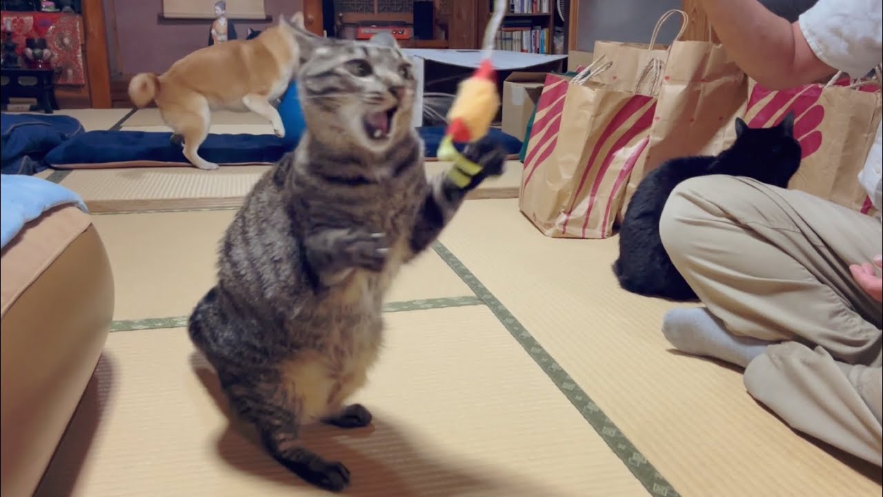 【誕生日】パパチョイスのプレゼントがとても良かった【午後の部】Birthday present for Kuu - YouTube