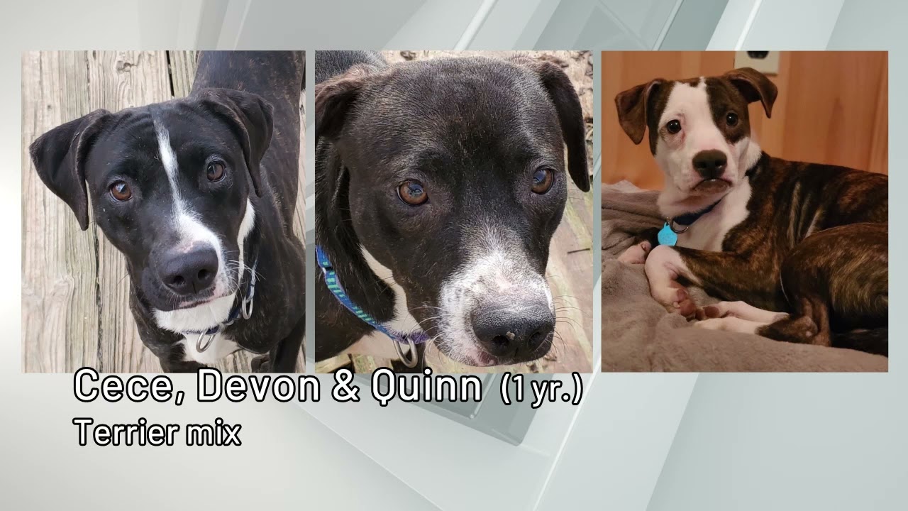 Pet Connection CeCe Devon & Quinn Dogs 12-10-21 - YouTube