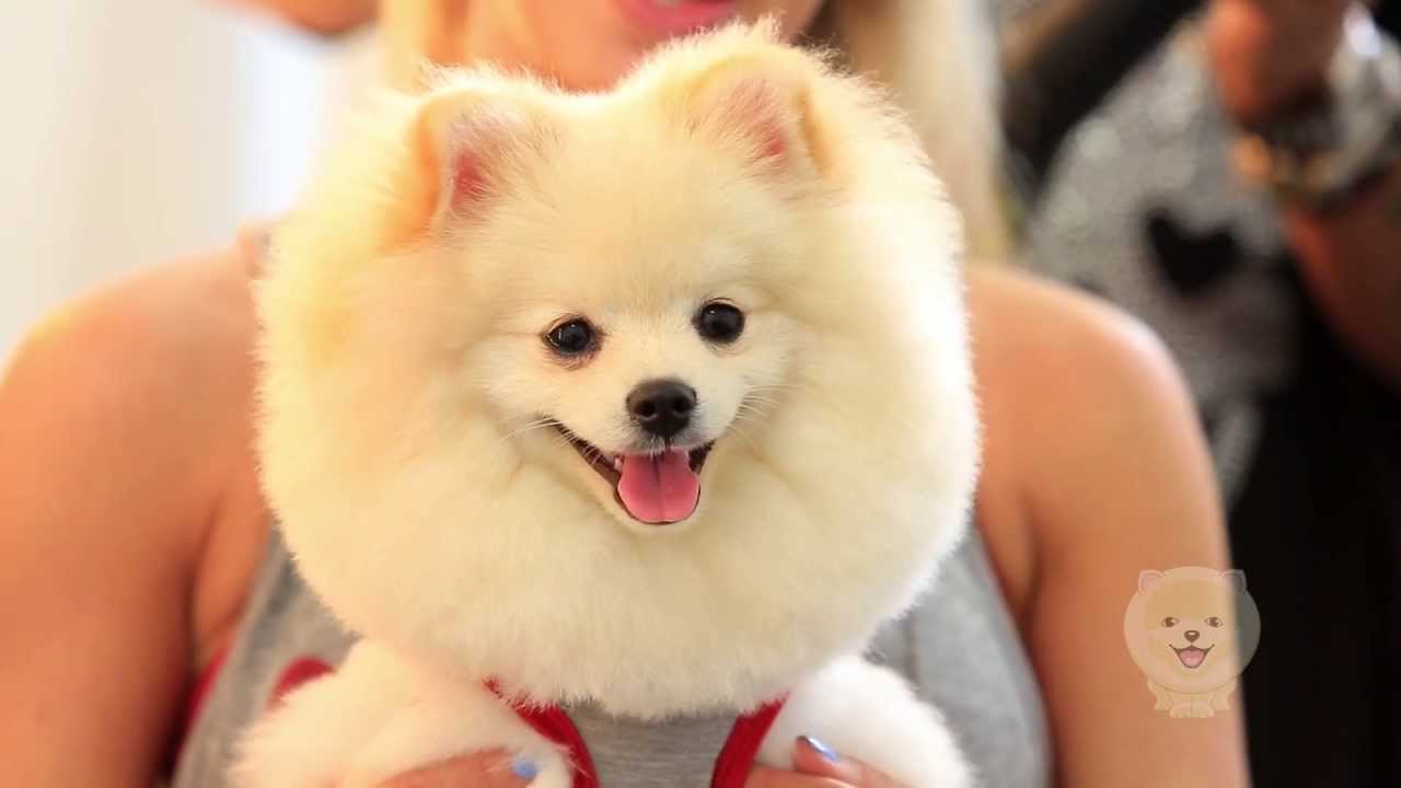 Karina Bacchi e JOY - making of campanha Bob Dog - YouTube