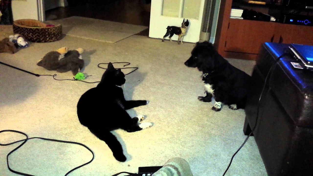 Black Dog and Black Cat are Best Friends - YouTube