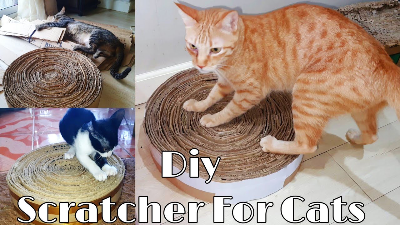 EASY DIY CARDBOARD Scratcher For My Cats diyscratcher YouTube easy-diy-cardboard-scratcher-for-my-cats-diyscratcher-youtube