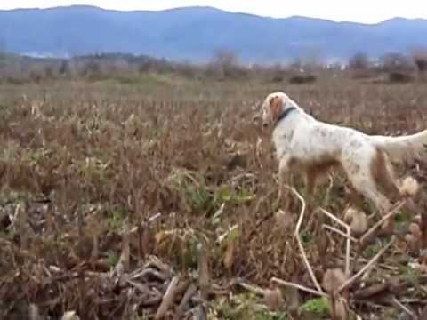 κυνηγοσκυλο σεττερ σε φερμα ορτυκιου - YouTube