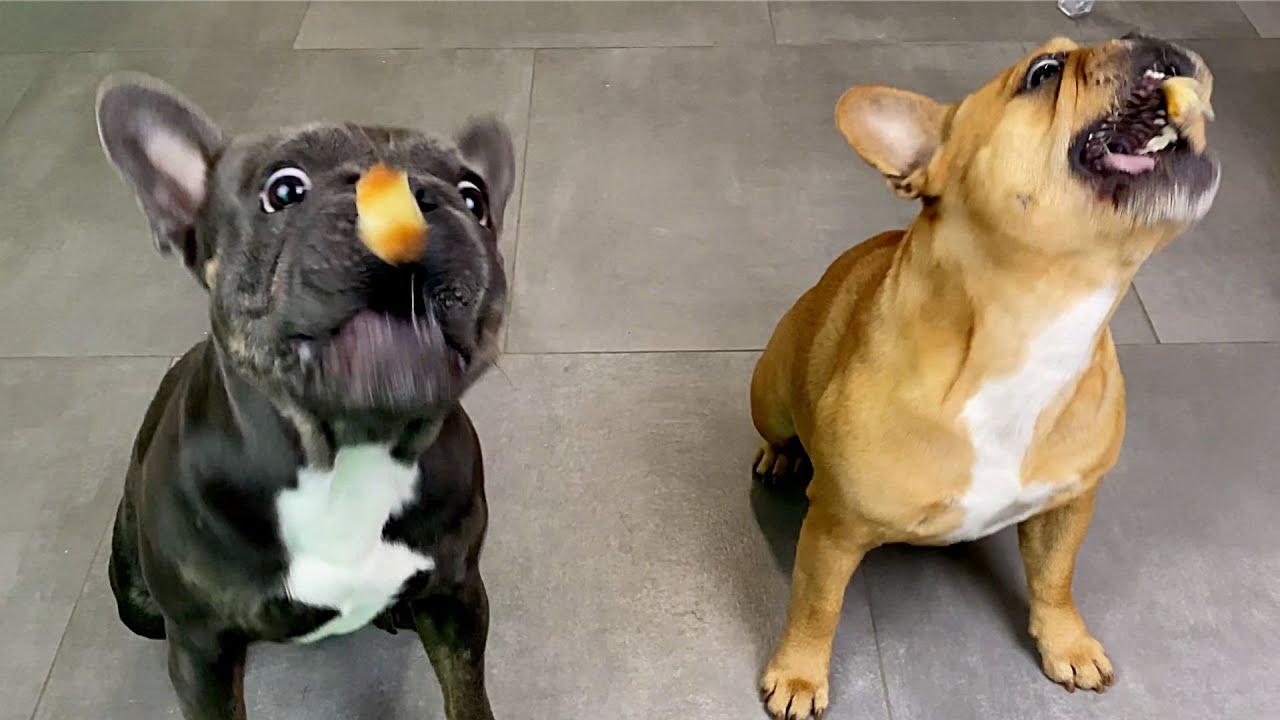 2 Frenchies Catching Treats / Slow Motion - YouTube