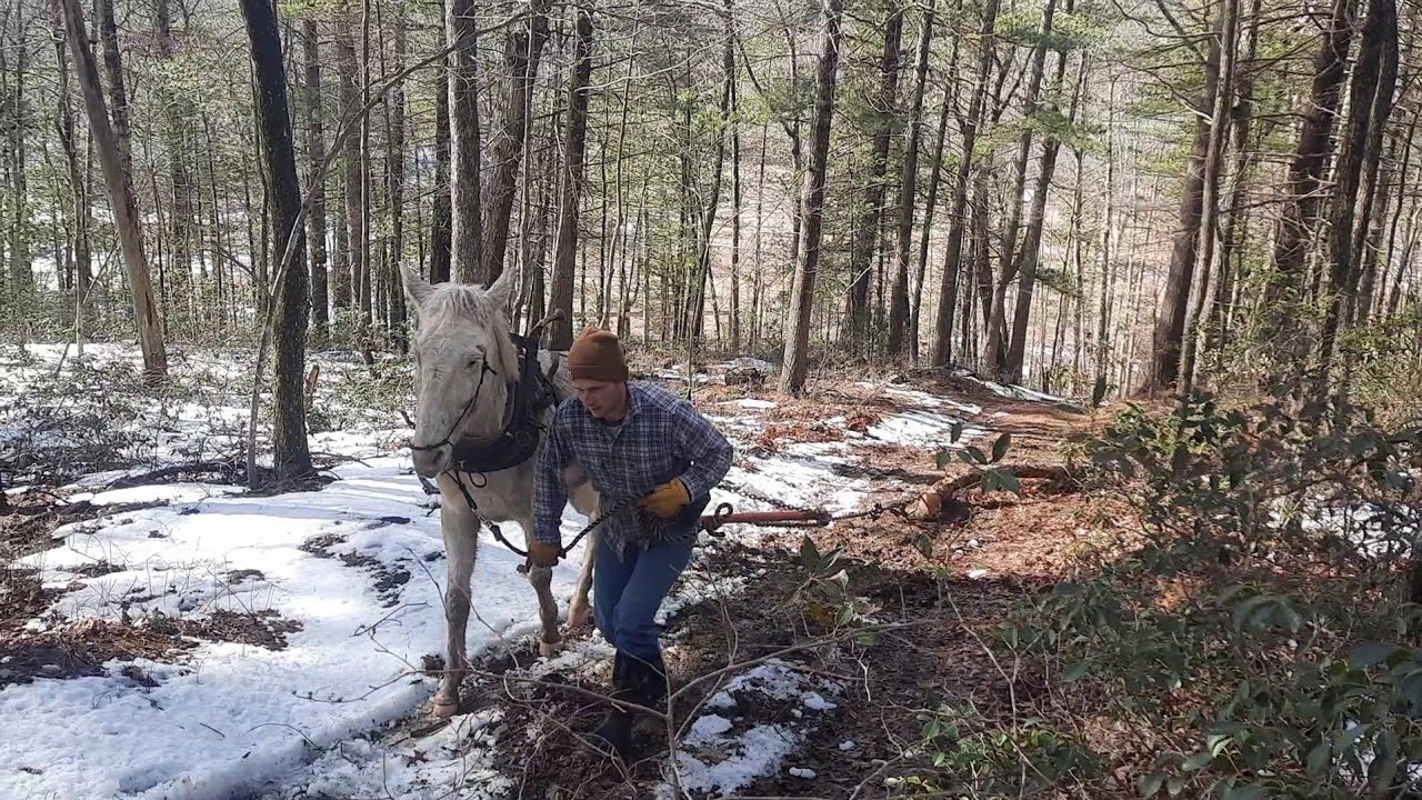 A Mule Pulling? - YouTube