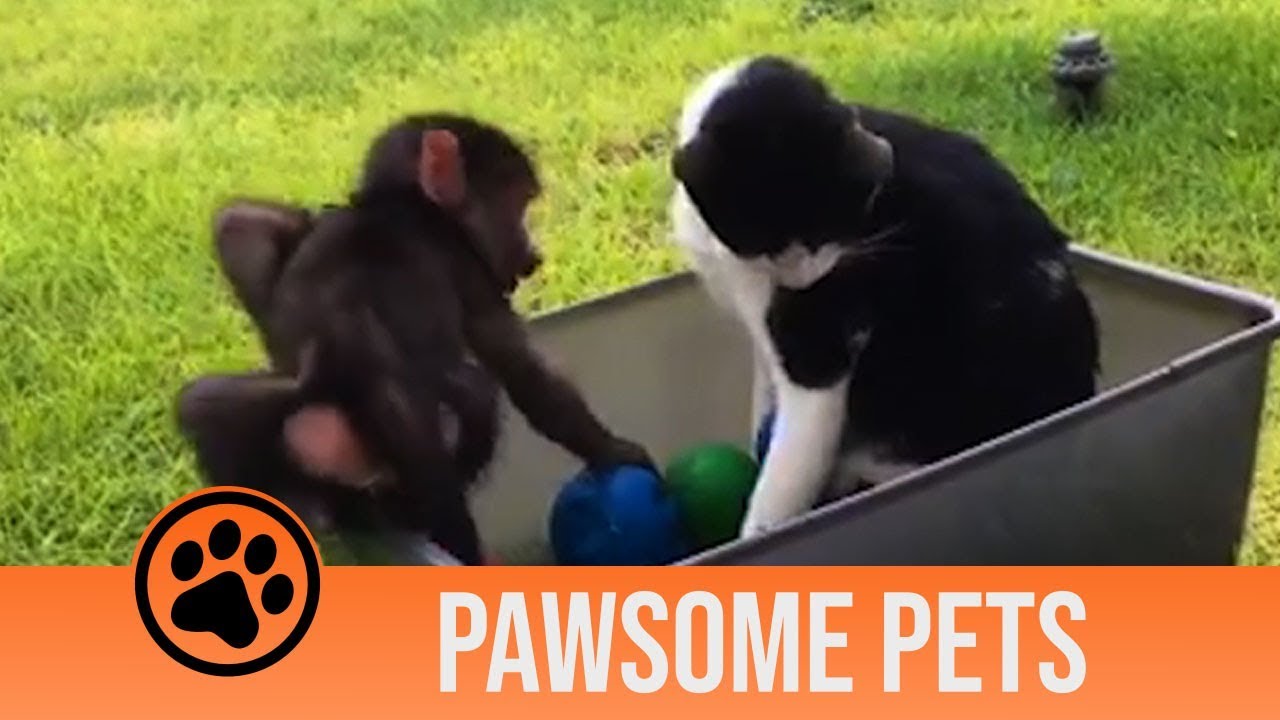 Adorable baby baboons play with cats and dogs at sanctuary - YouTube