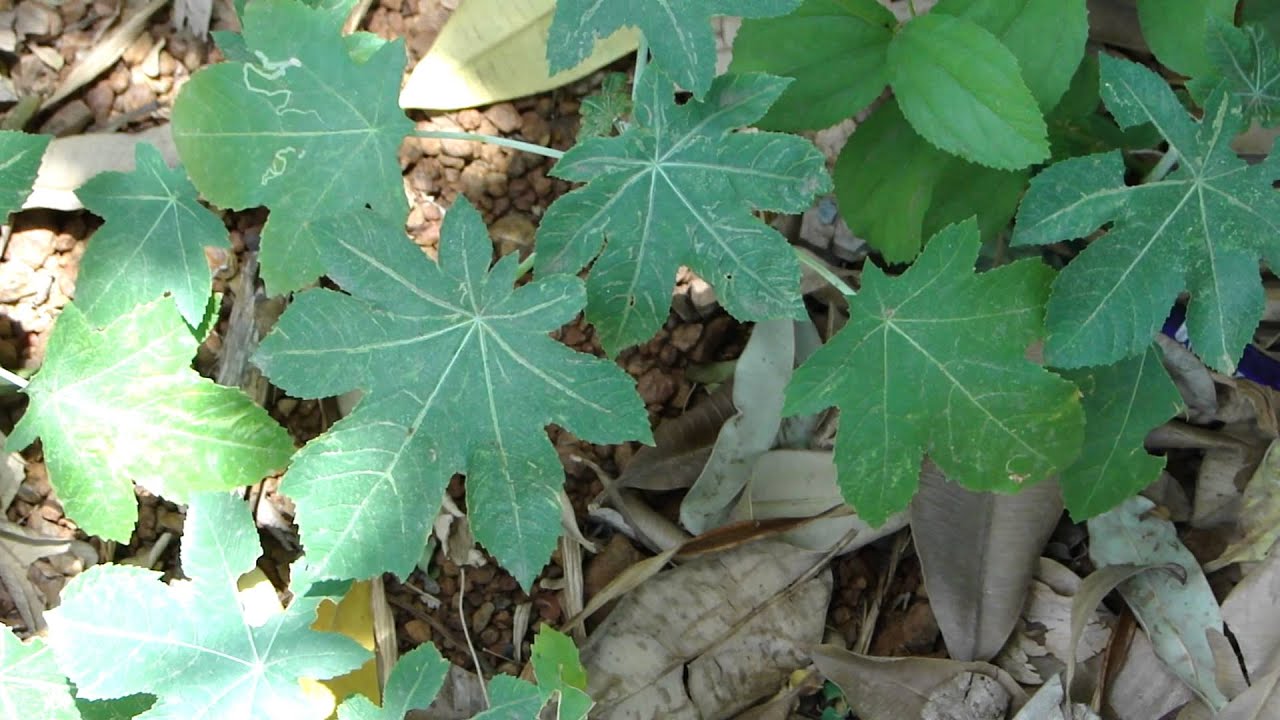 Eczema: Suppurating which dries into hard crust and becomes solid like ...