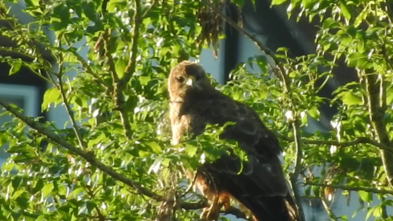 Buzzard doing strange mouth opening, pooing -----by Yasmin - YouTube