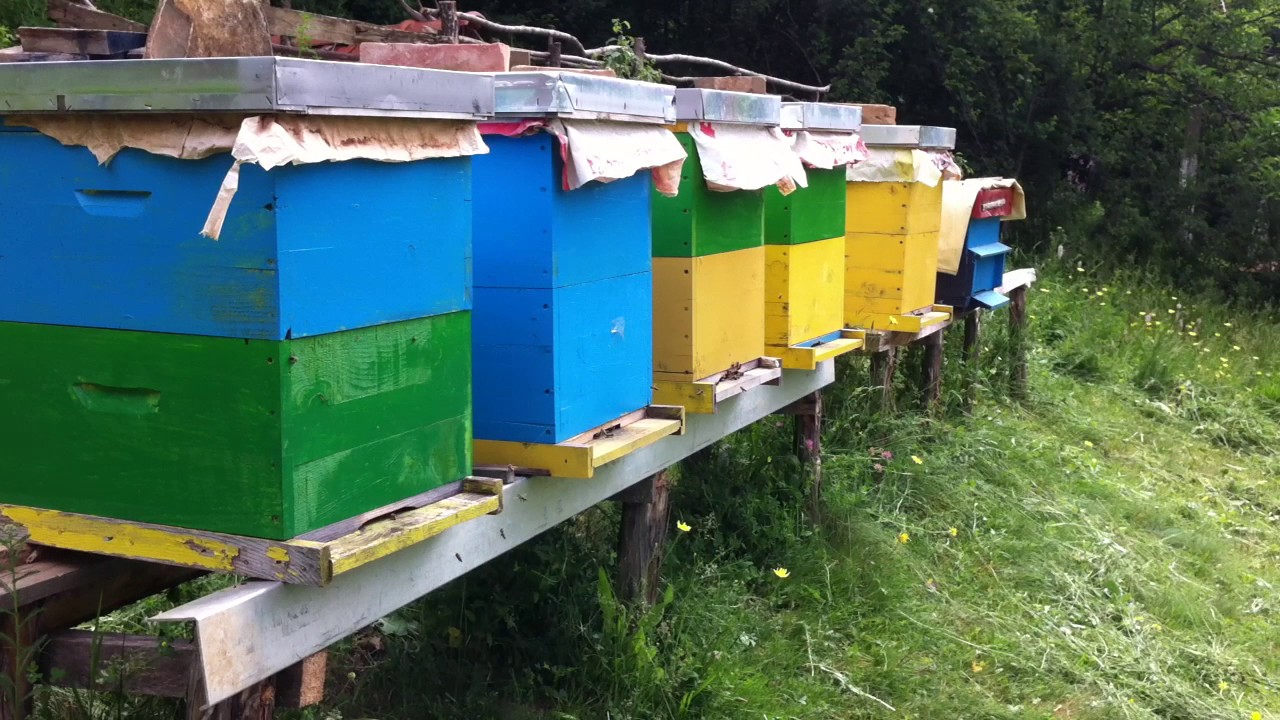 Bletaria Bistricë ️ - YouTube