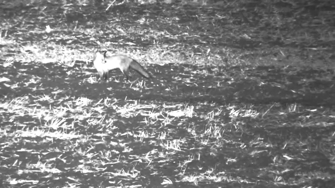 Fox Calling With Stainless Steel Best Fox Call - YouTube