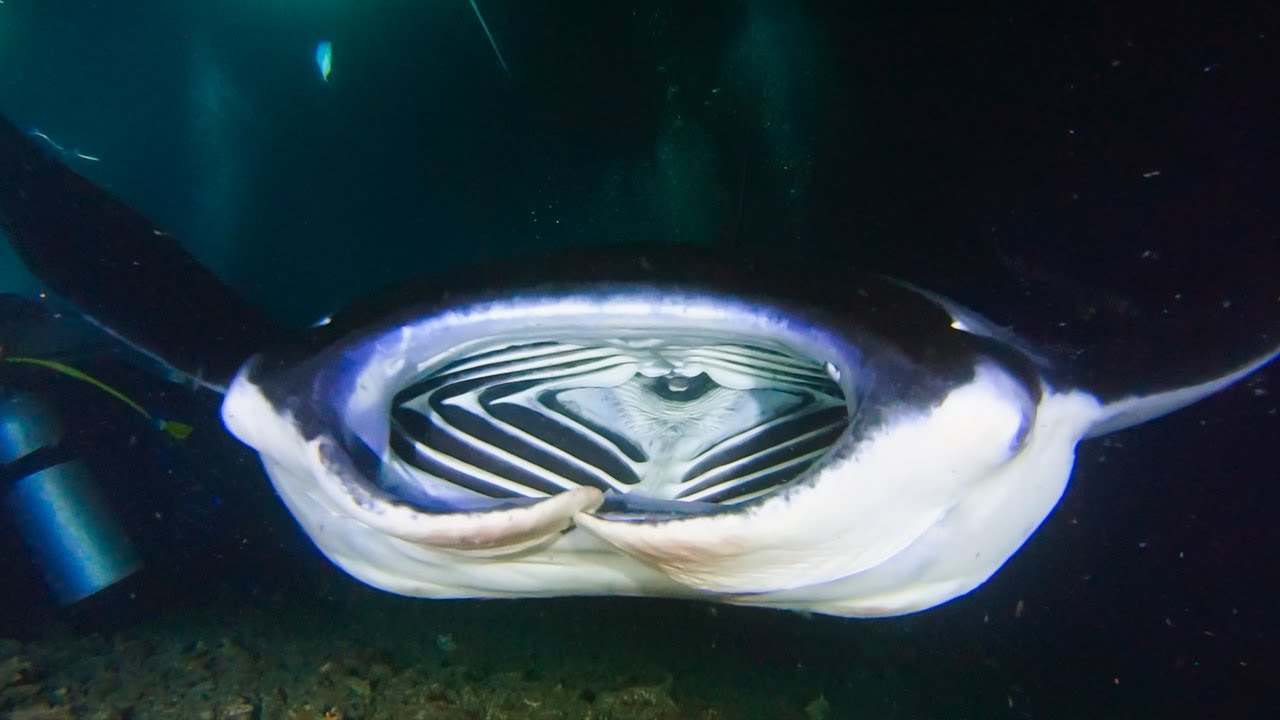 GIANT MANTA RAYS AND SEA TURTLES - YouTube