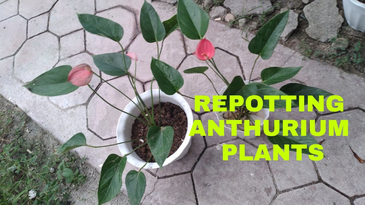 REPOTTING MY ANTHURIUM PLANTS (PART 1) MATLIDZ TNL CHANNEL - YouTube