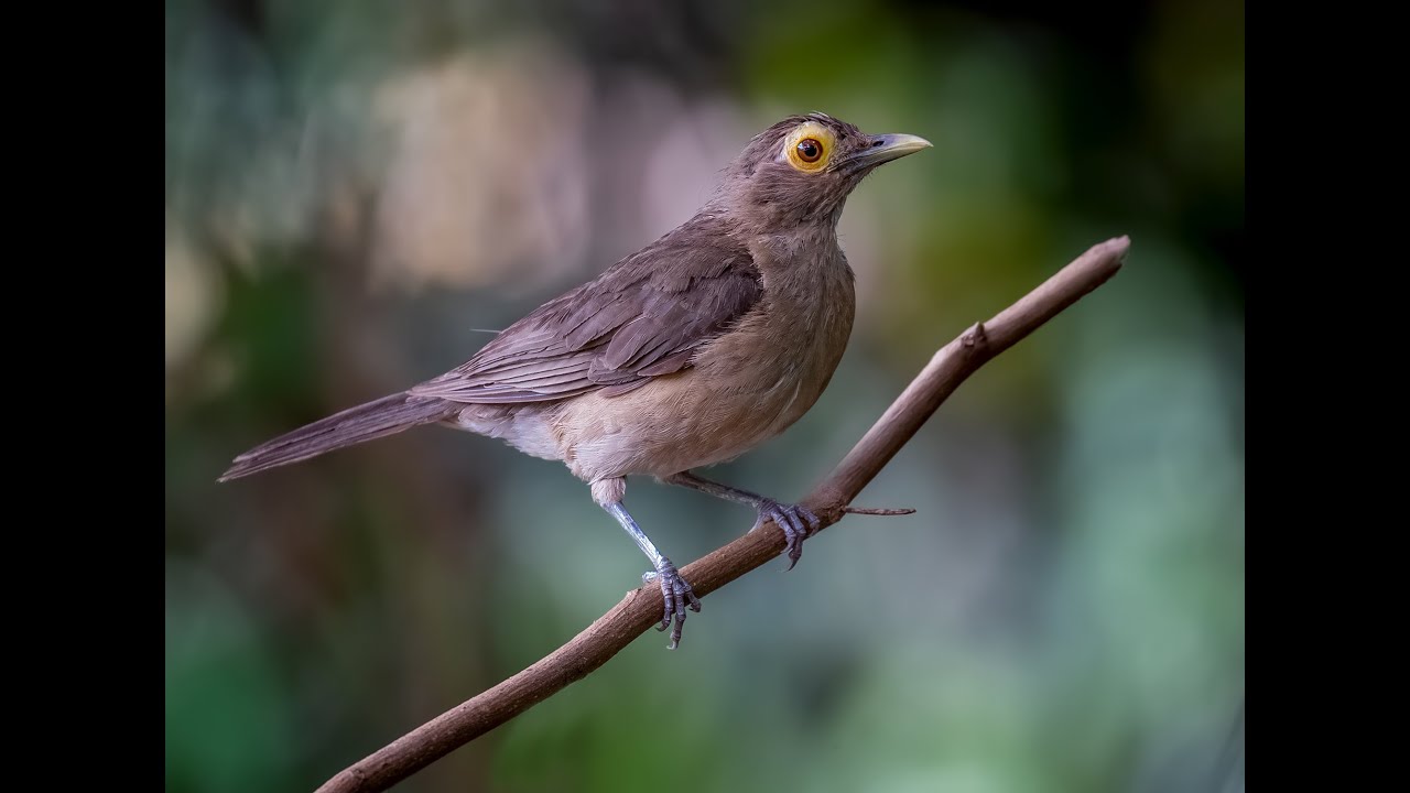 caraxué - Turdus nudigenis (inglês: Spectacled Thrush) - YouTube