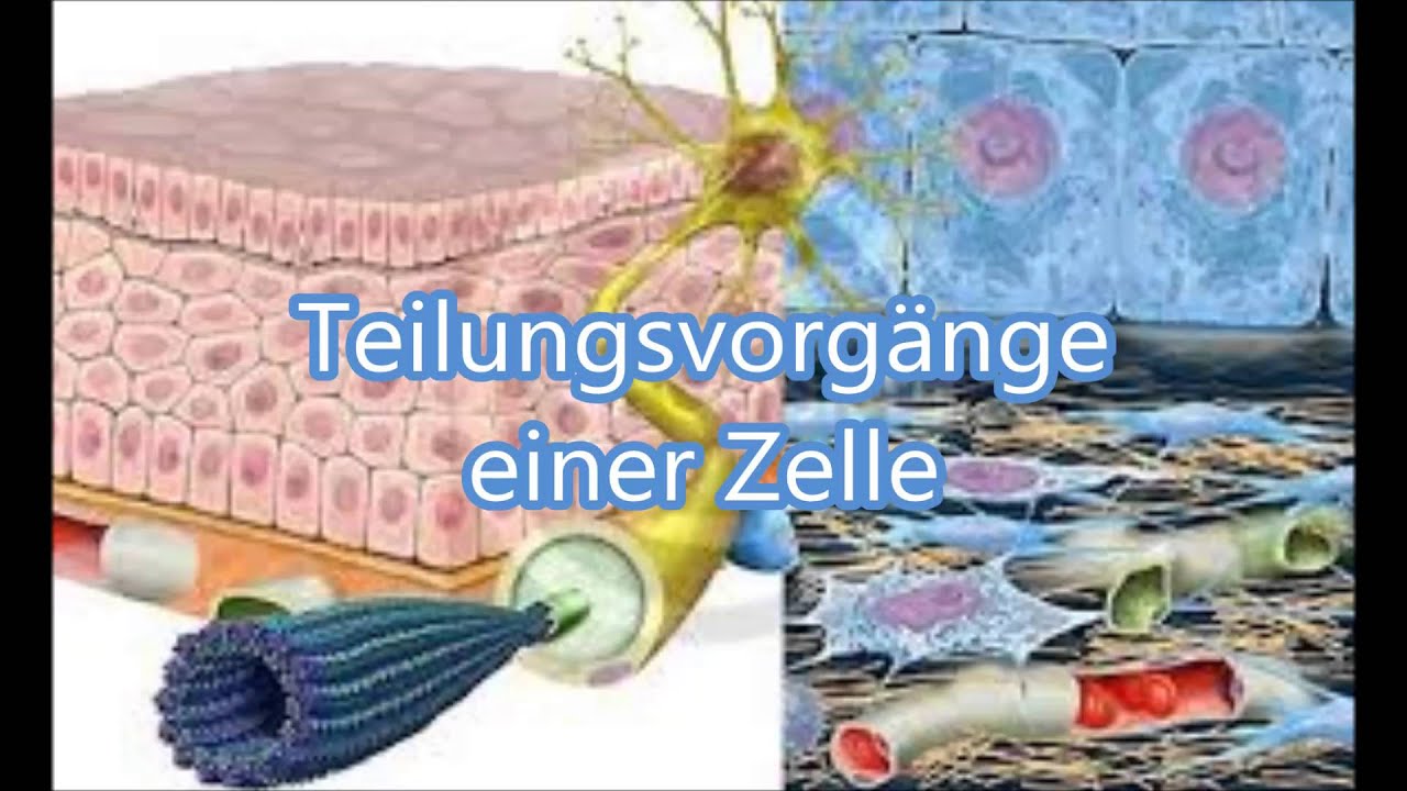 gewebe und zelle - YouTube