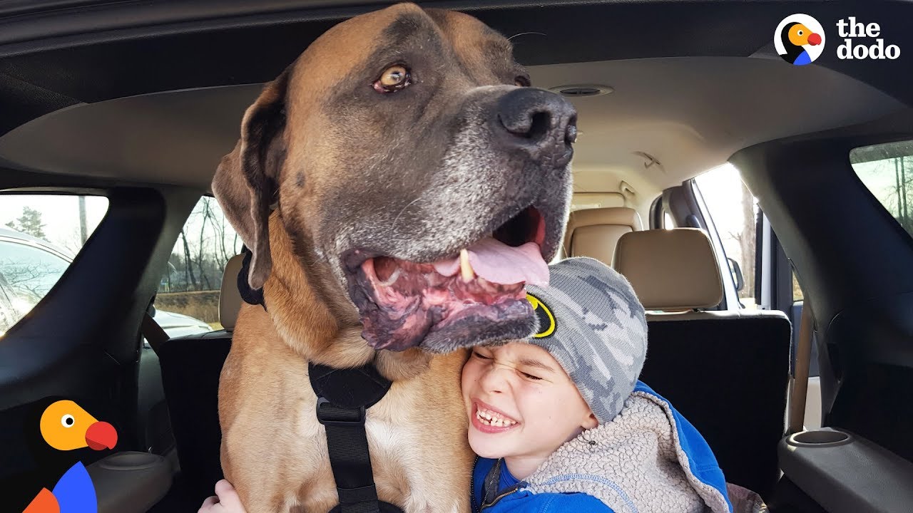 HUGE Dog Learns To Walk Again So He Can Be With His Favorite Boy ...