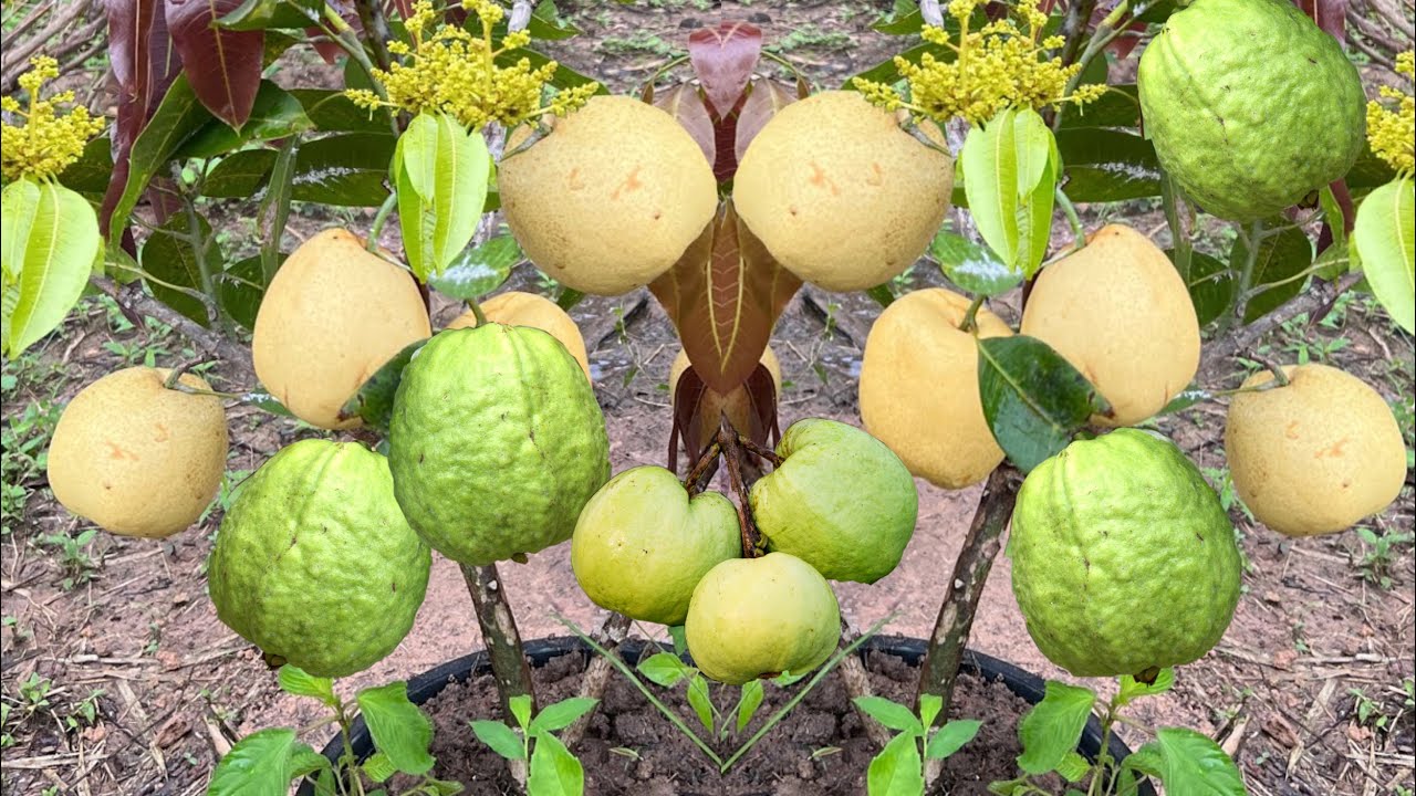 How to propagate guava tree from Pear ftuit to have more fruit - YouTube