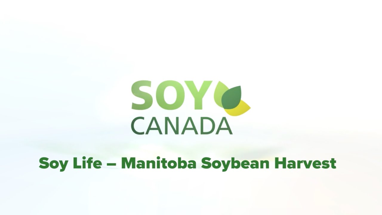 Soy Life - Manitoba Soybean Harvest - YouTube