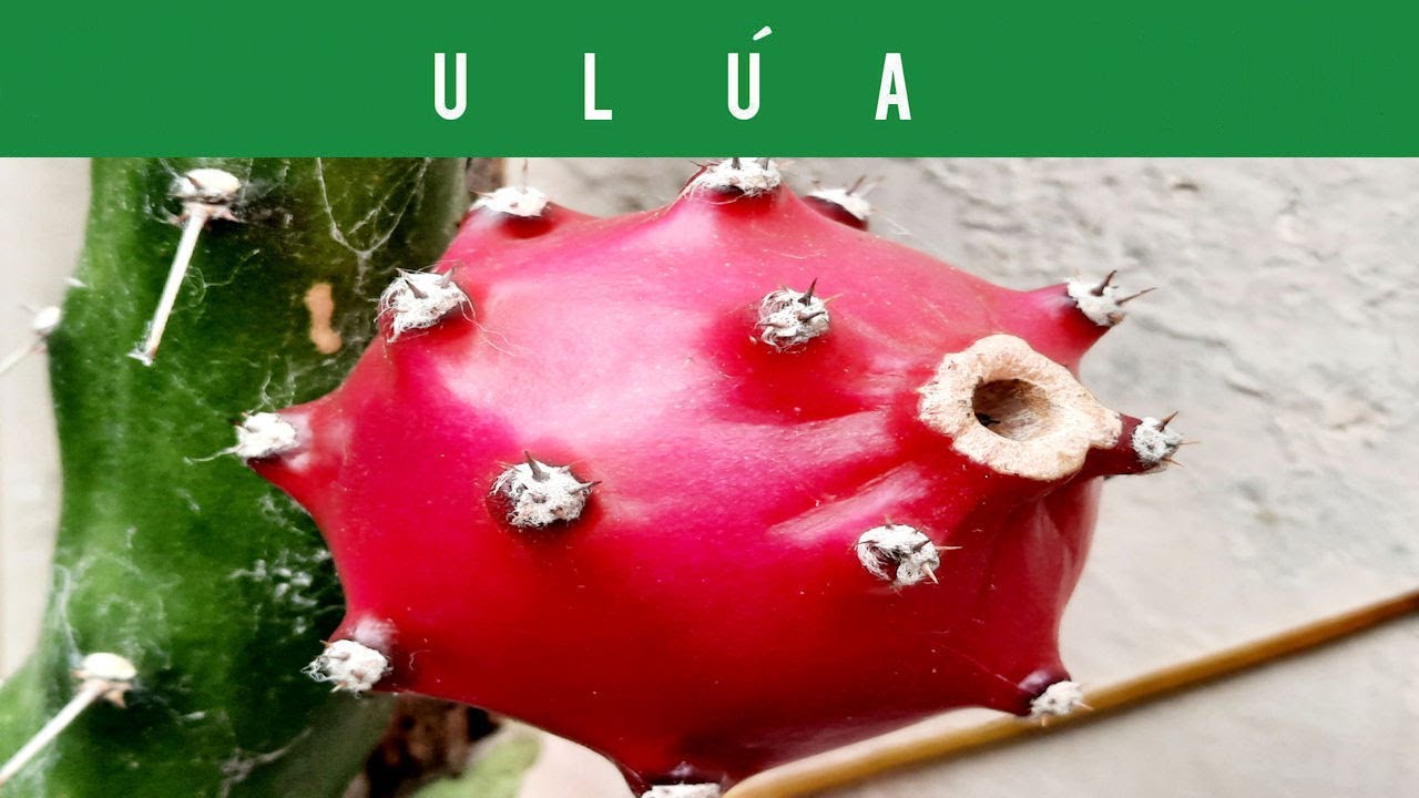 🔵ULÚA-CACTUS FRUTAL (FRUTALES) (EDIBLE PLANTS) (HARRISIA POMANENSIS ...