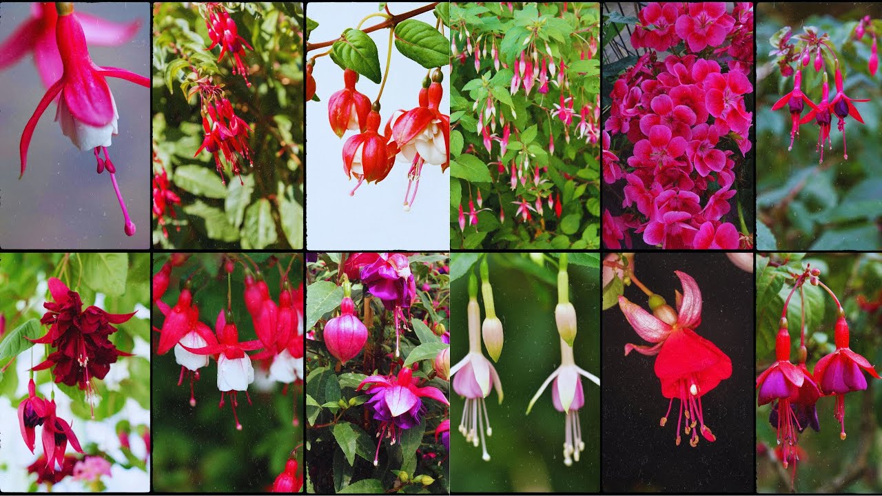 FUCHSIA PLANT VARIETIES - Plants Weekly - YouTube