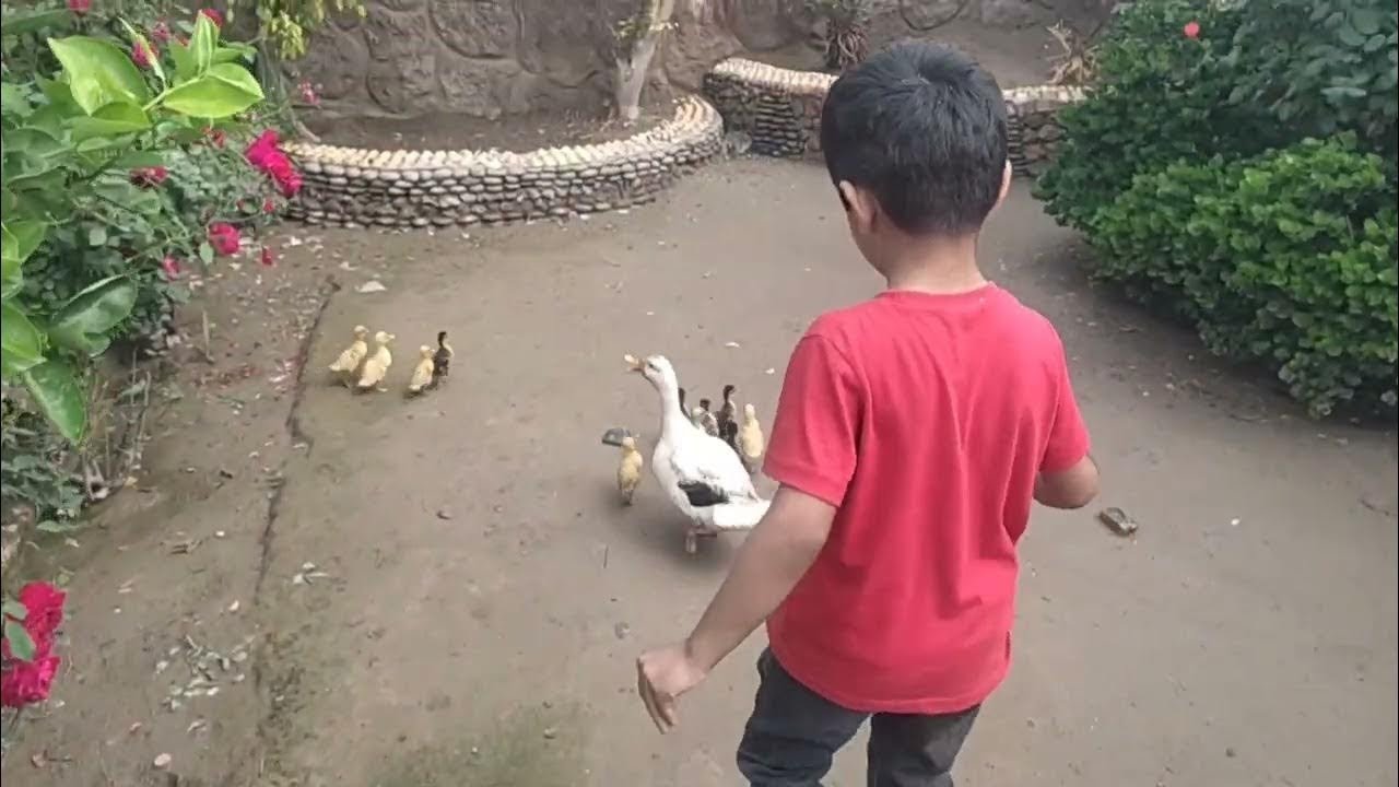 Eleven Baby Ducks Running With His Mother to Save Their Life || Ahmad ...