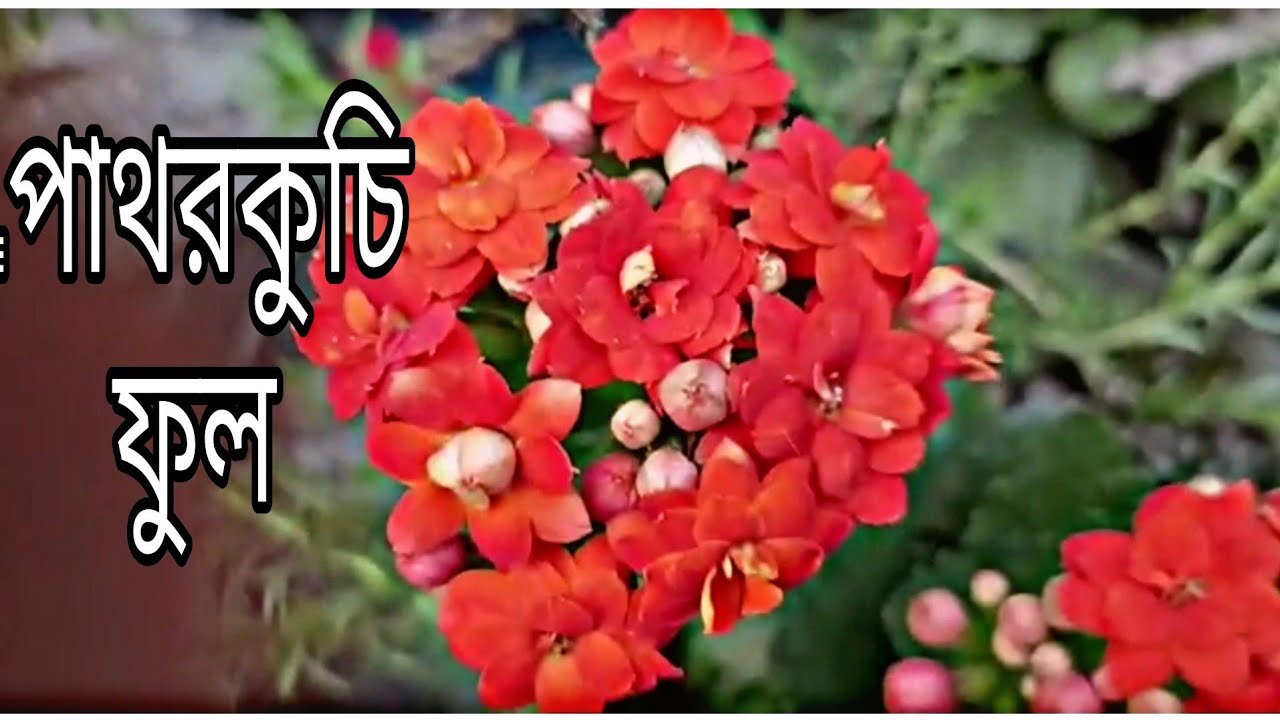 পাথরকুচি ফুল || Pathorkuchi Ful || Rmj Diary - YouTube