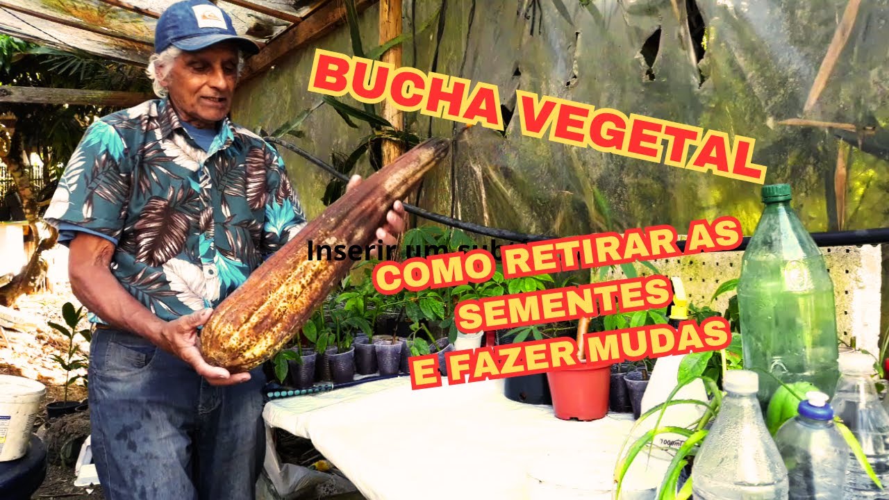 bucha vegetal para louça e banho conhecendo a planta - YouTube