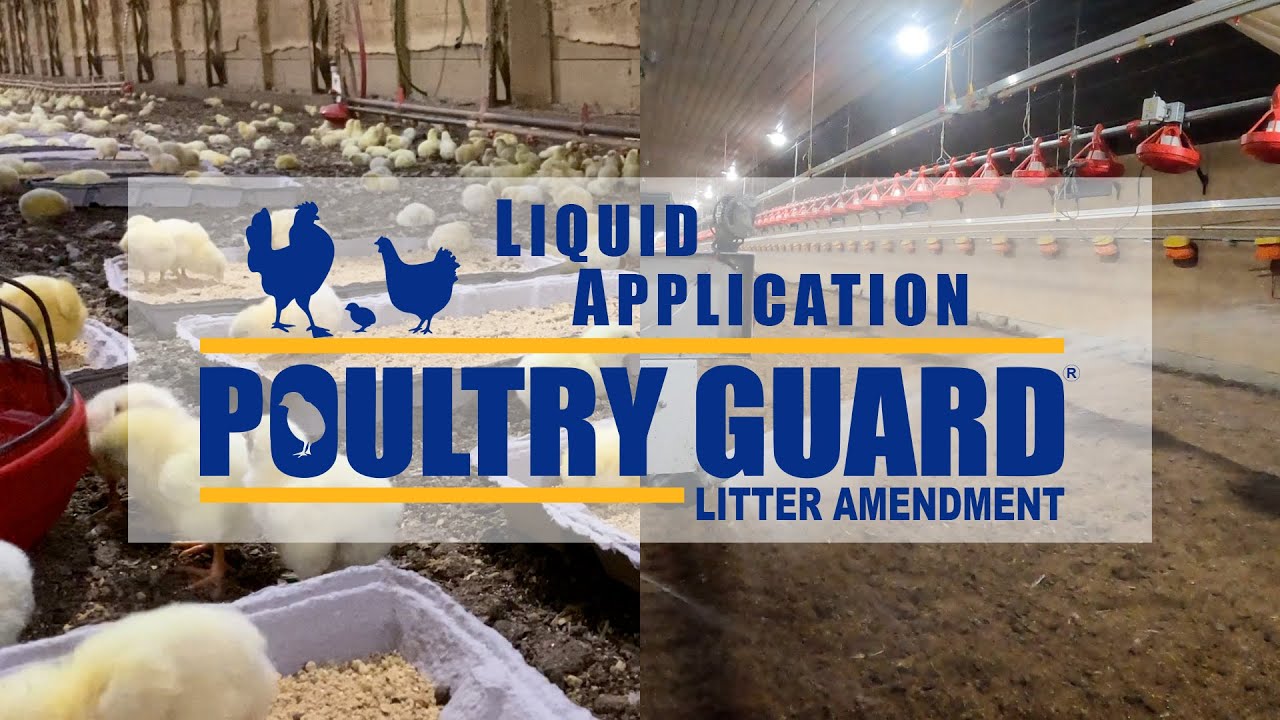 Poultry Guard Liquid - YouTube