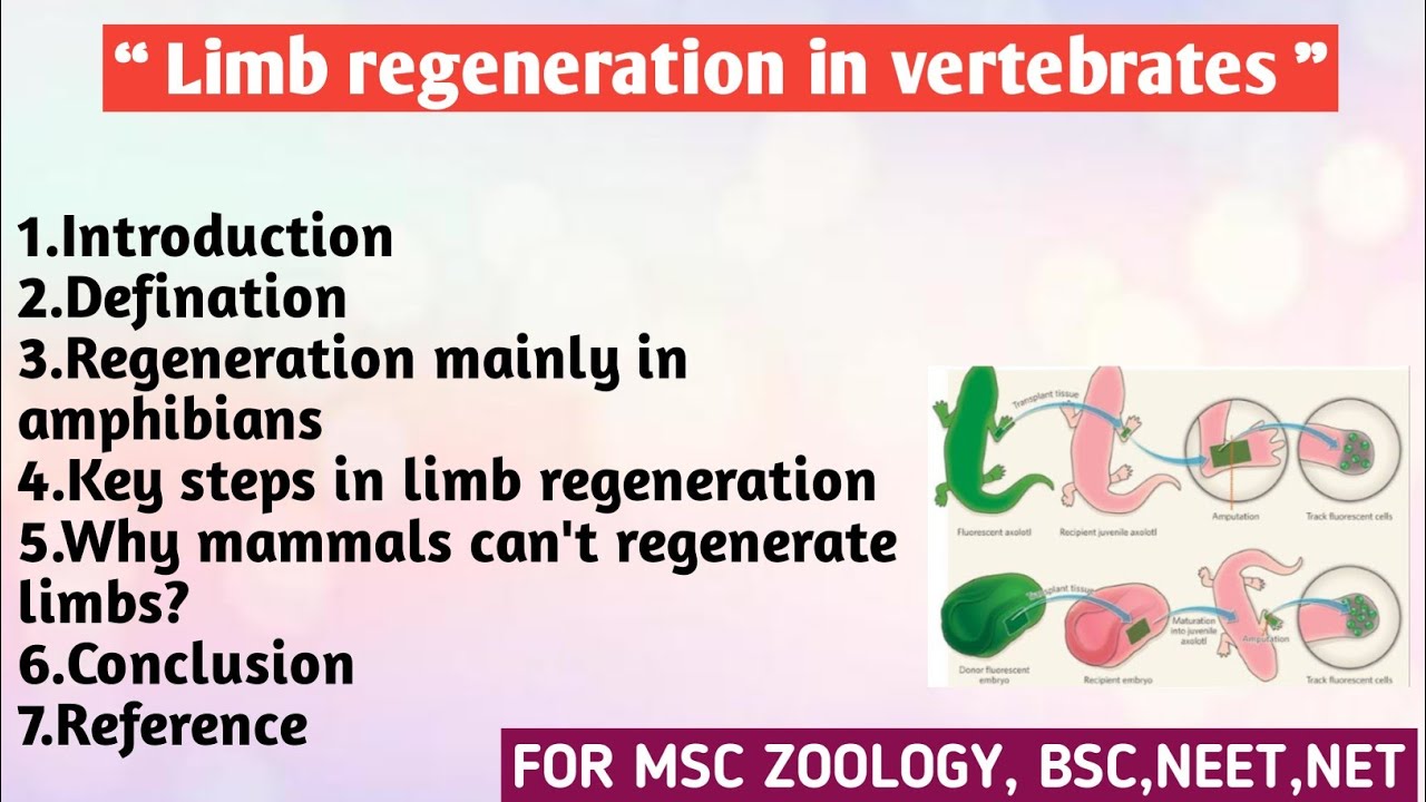 Limb Regeneration in vertebrates | Regeneration in amphibians | Why ...
