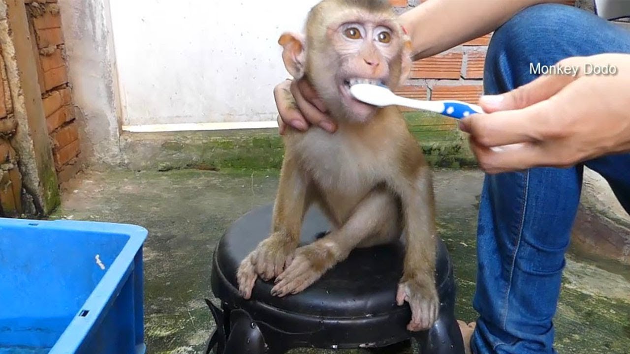 Monkey Baby Dodo Get New Teeth, Dodo Morning Routine - YouTube
