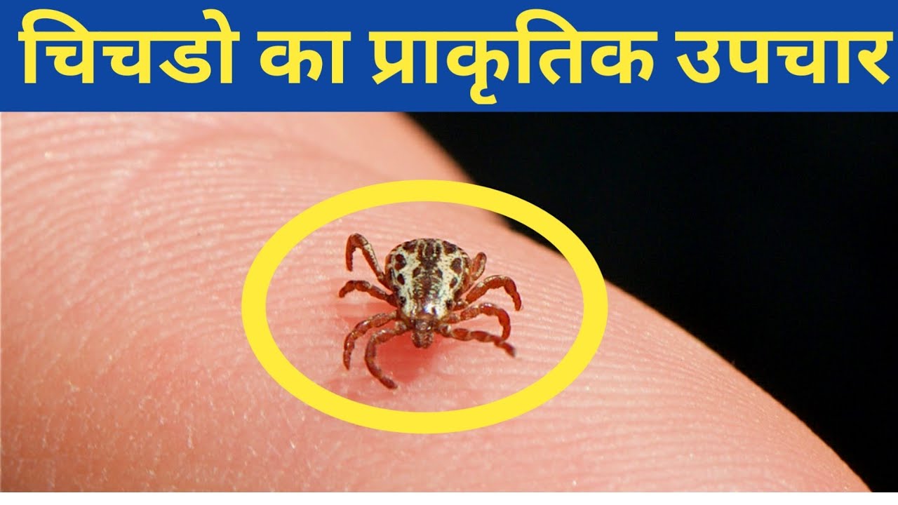 गाय भैंस में चिचडो का प्राकृतिक इलाज |Ticks removal naturally for cow ...