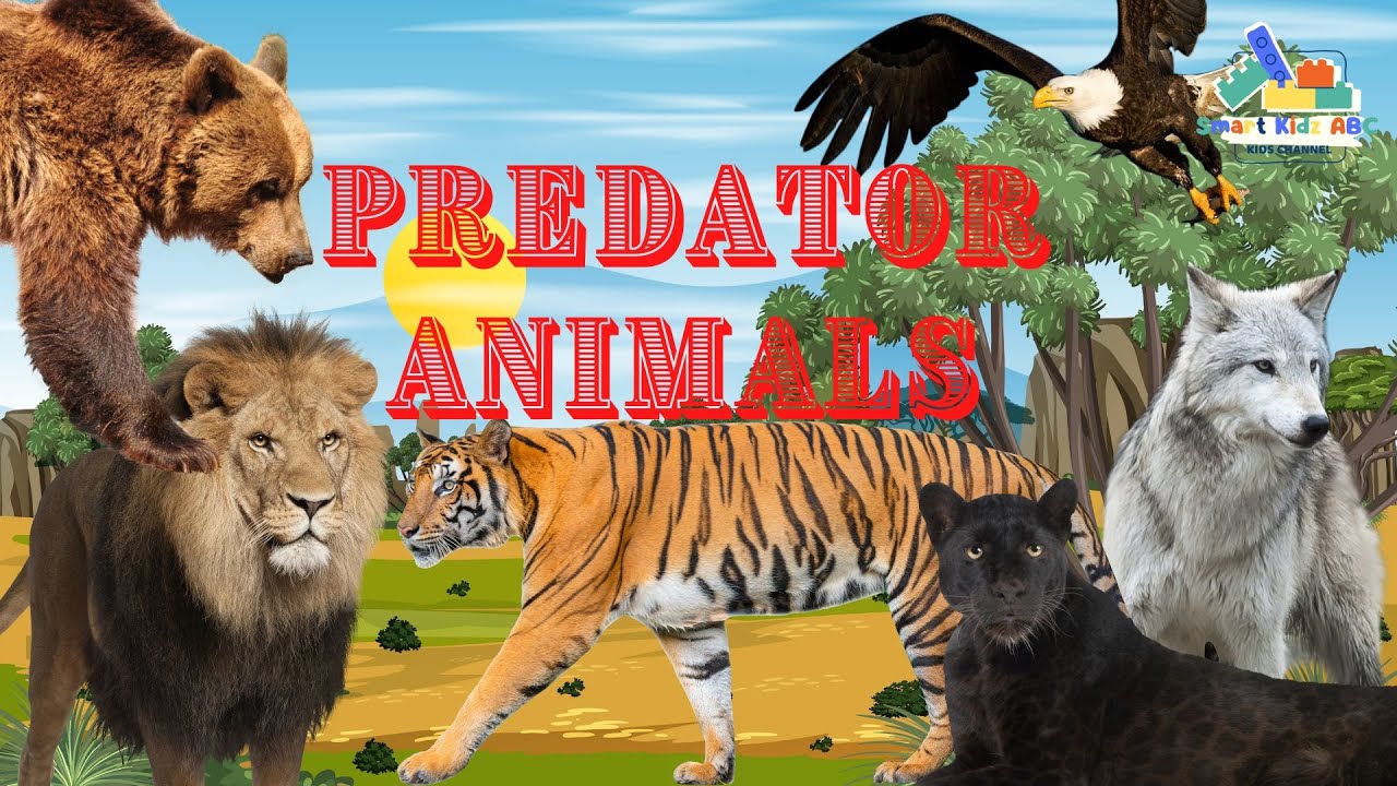 PREDATOR ANIMALS FOR KIDS | TIGER LION WOLF BEAR | ALPHABET ABC 123 ...