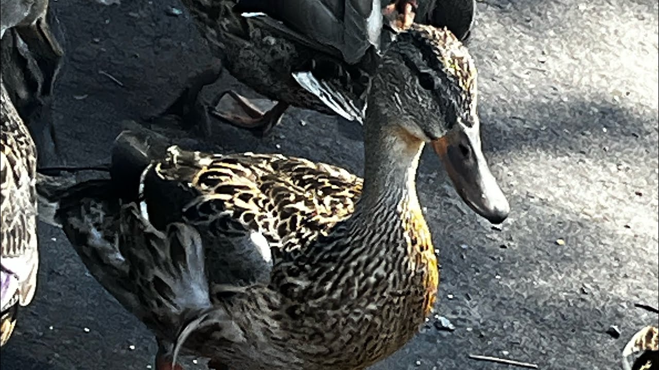 Duck Serenade : WWO Vlog - YouTube