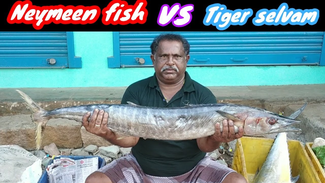 Neymeen fish cutting! super price today fish! Thuckalay fish market ...